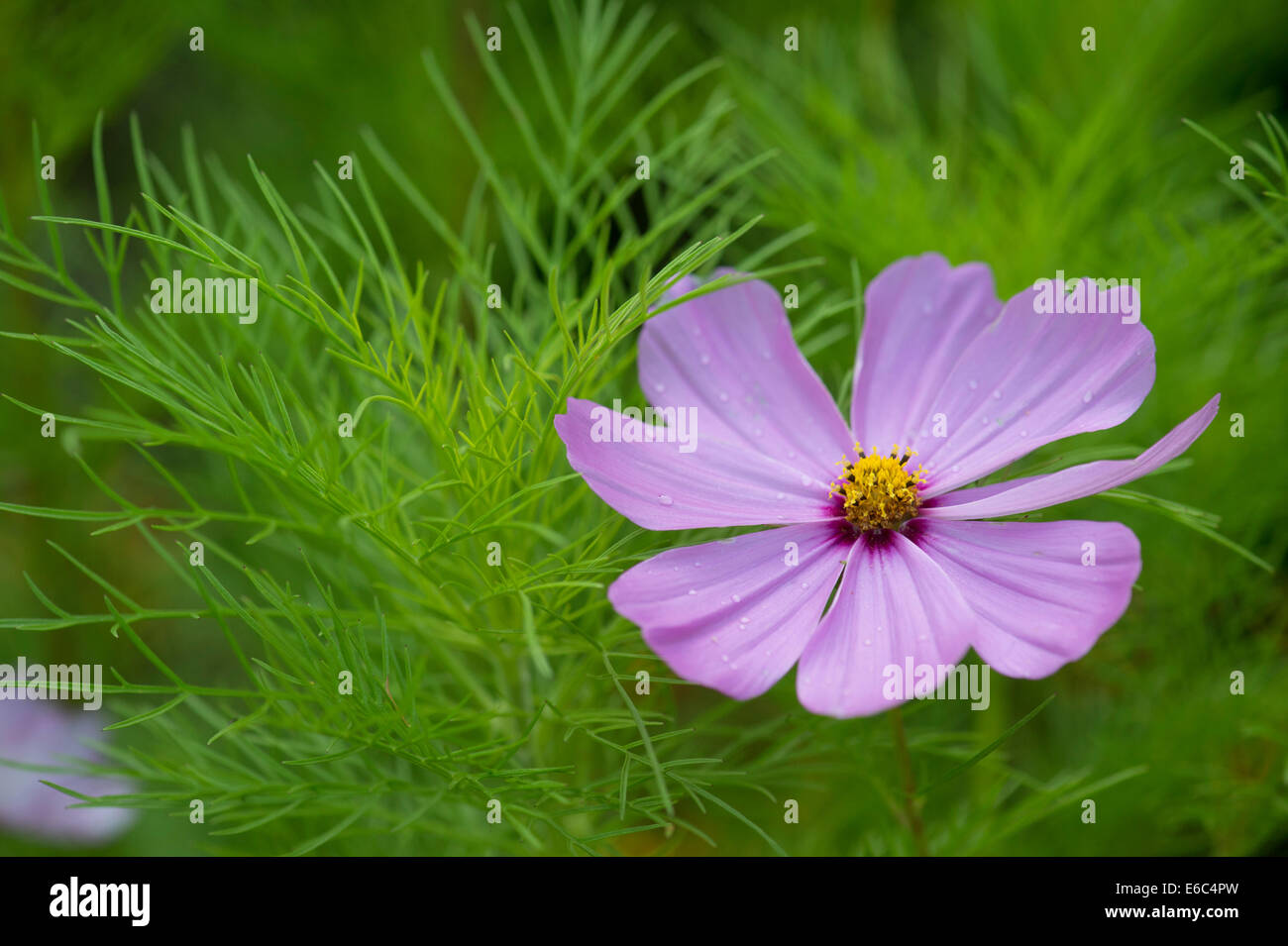 Cosmos bipinnatus flower Stock Photo - Alamy