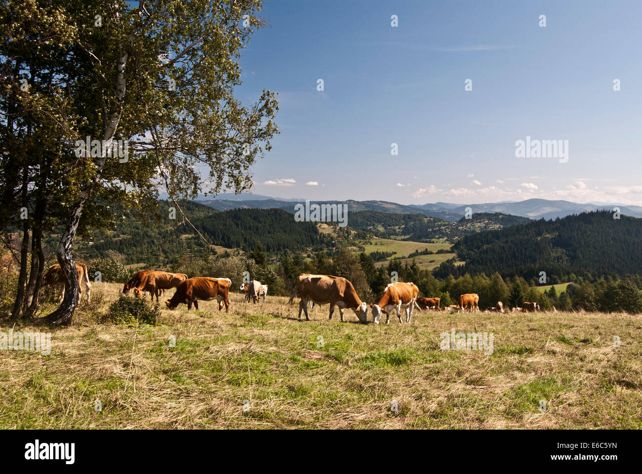 feeding cows on a mountain meadow in Javorniky Mts. near Cadca city in ...