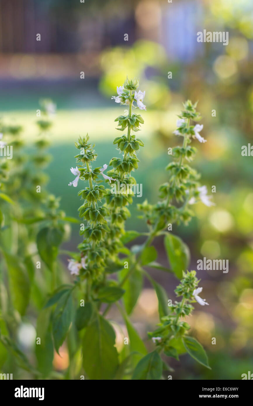 Fresh basil spice hi-res stock photography and images - Alamy