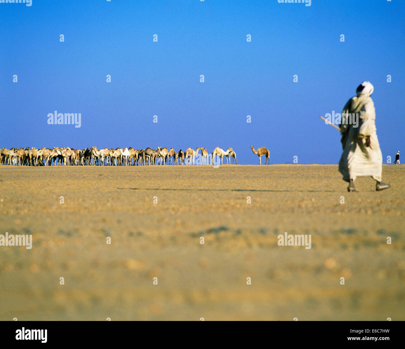 Africa, Egypt, New Valley Governorate, Libyan Desert, Western Desert ...