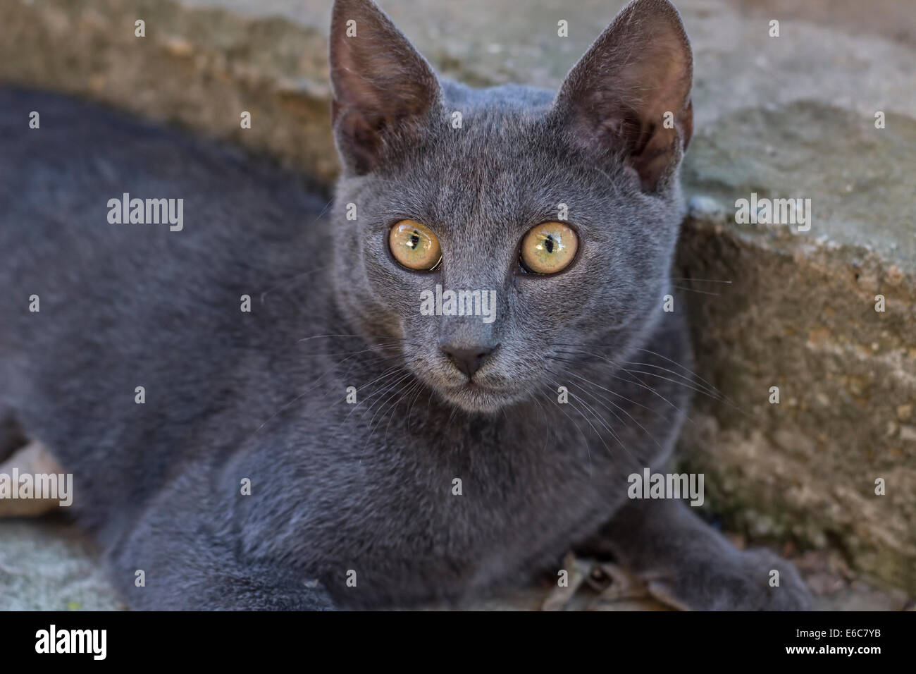 Russian blue kitten looking surprised Stock Photo - Alamy