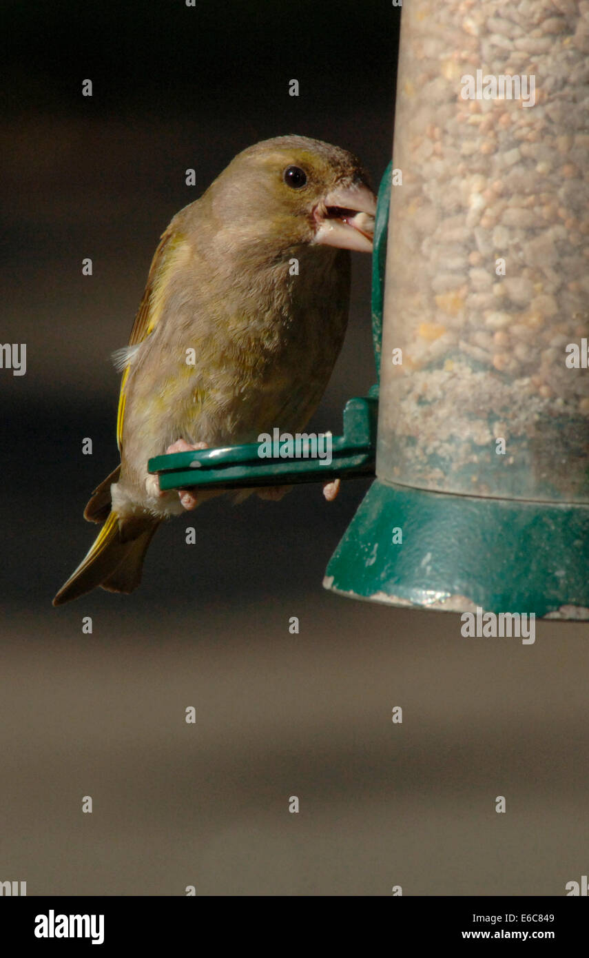 A GreenFinch On A Seed Feeder. (Carduelis chloris Stock Photo - Alamy