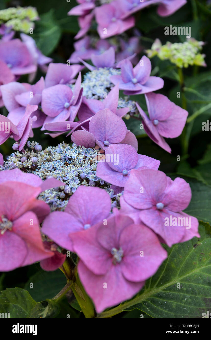 Lush pink purple hydrangea hi-res stock photography and images - Alamy