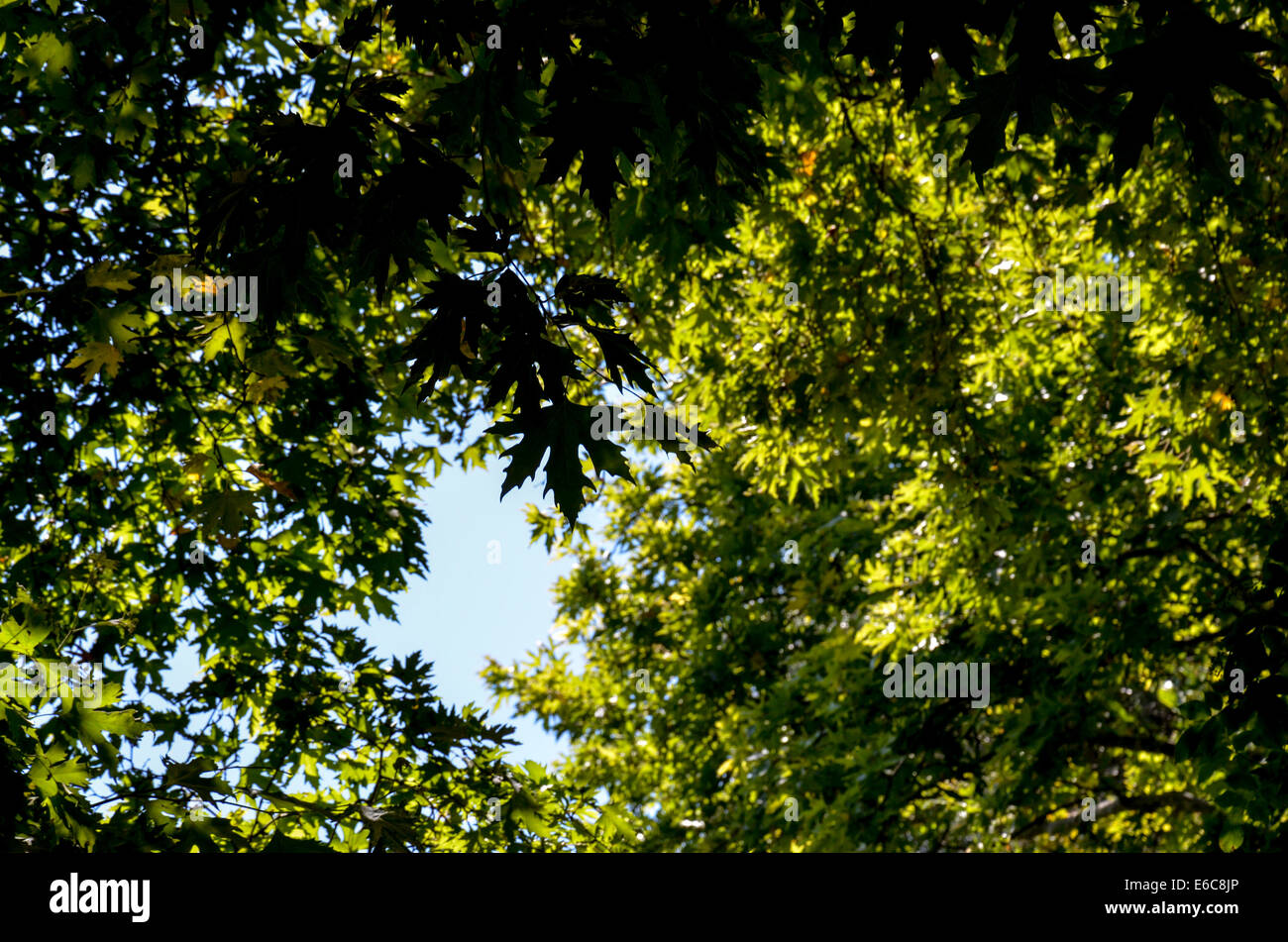 Sunny tree gap forest hi-res stock photography and images - Alamy