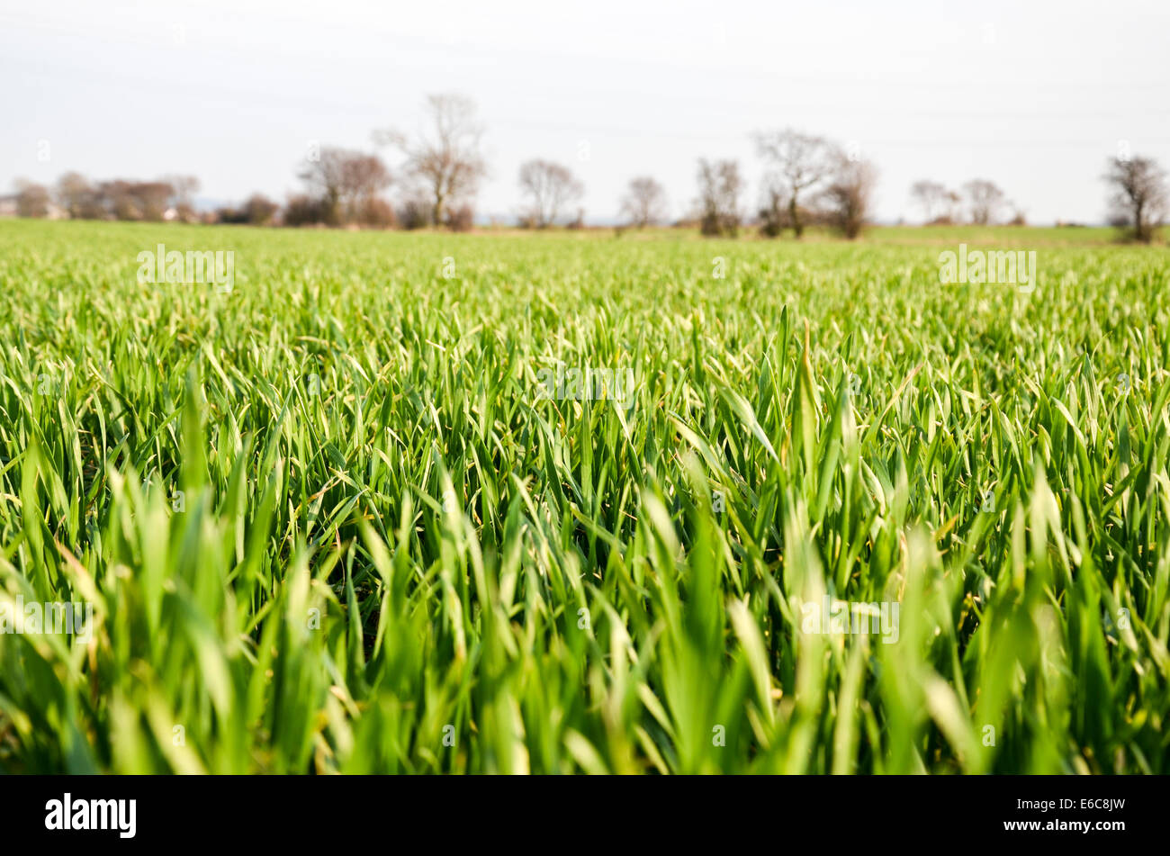 Marco grass hi-res stock photography and images - Alamy