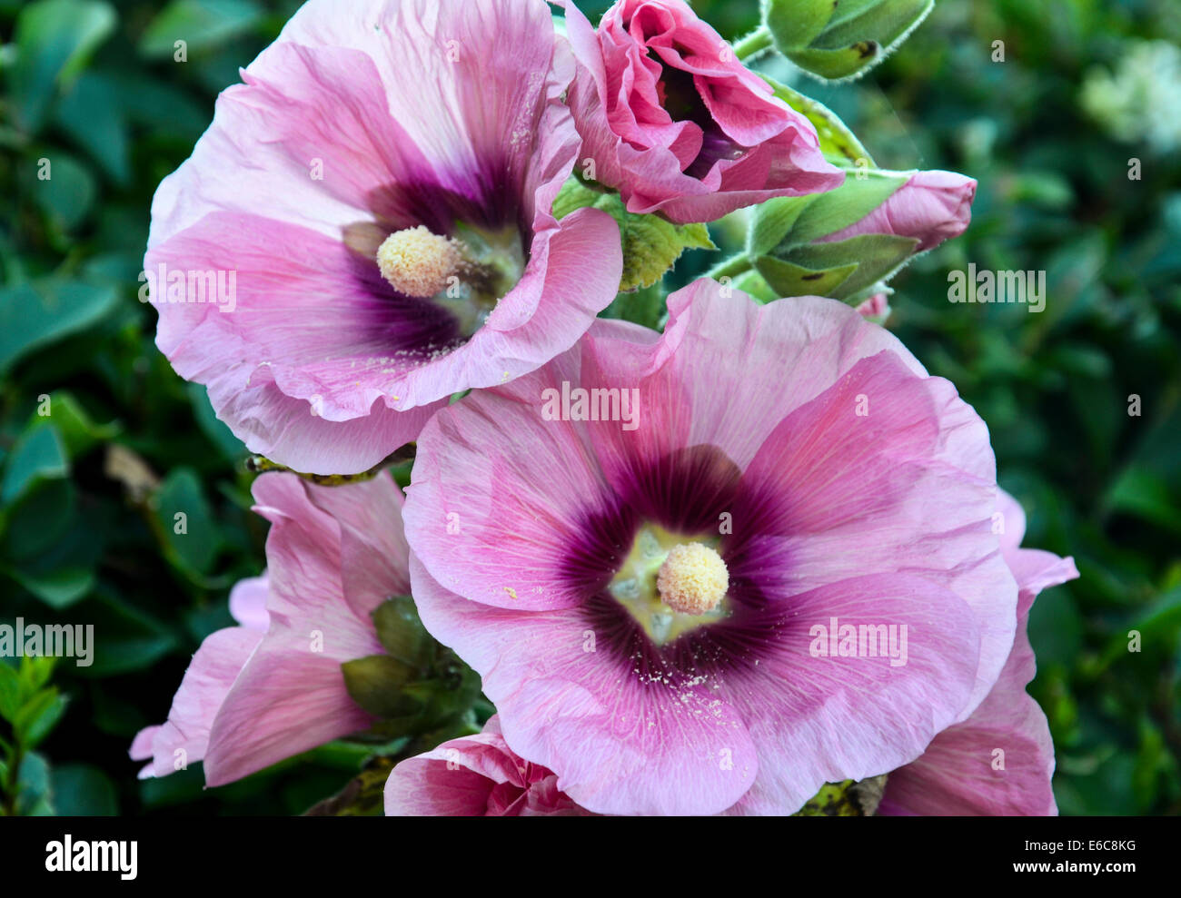 Pink Flowers in Summer Stock Photo - Alamy