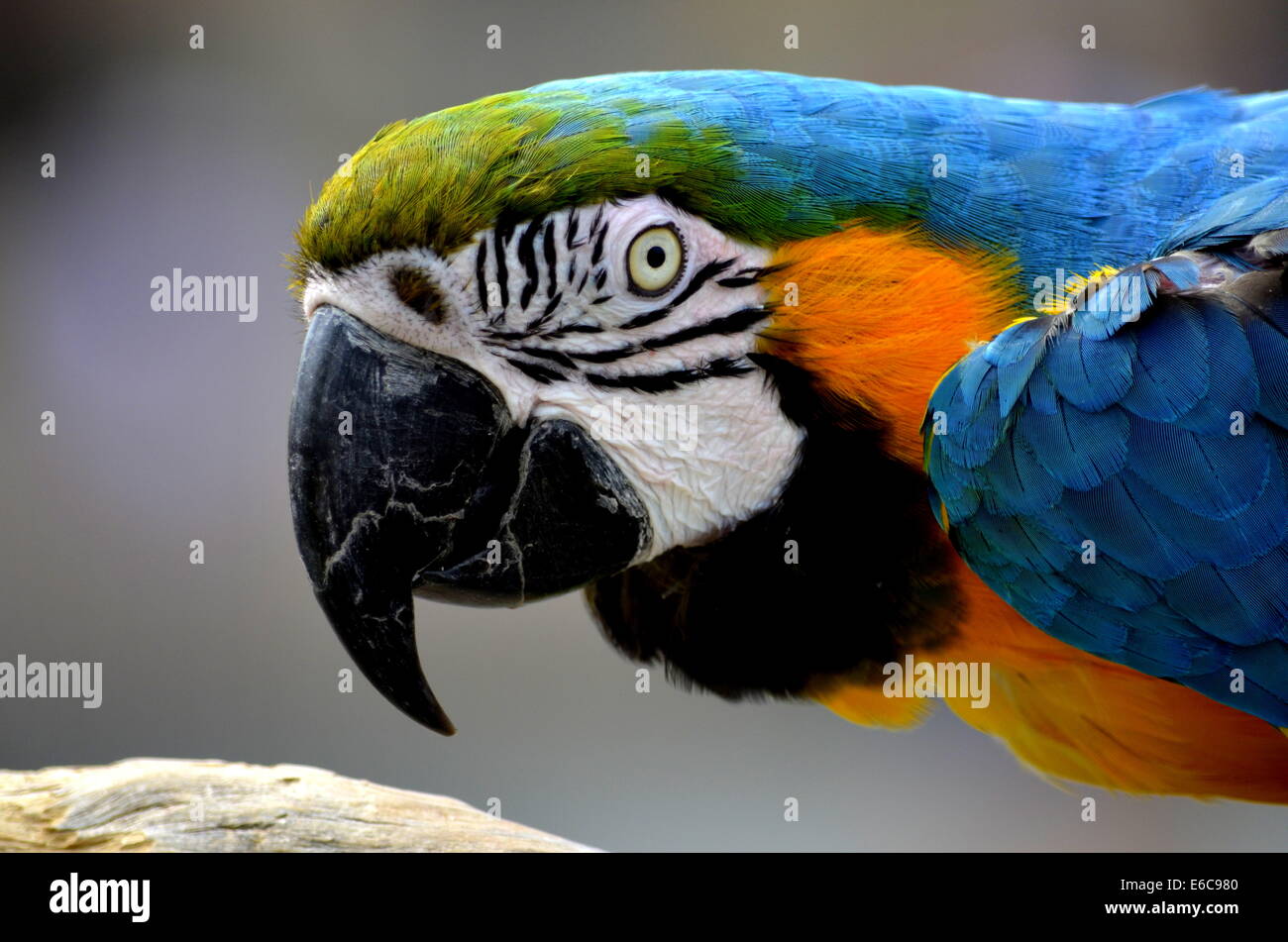 The colorful Beak Bird Stock Photo - Alamy