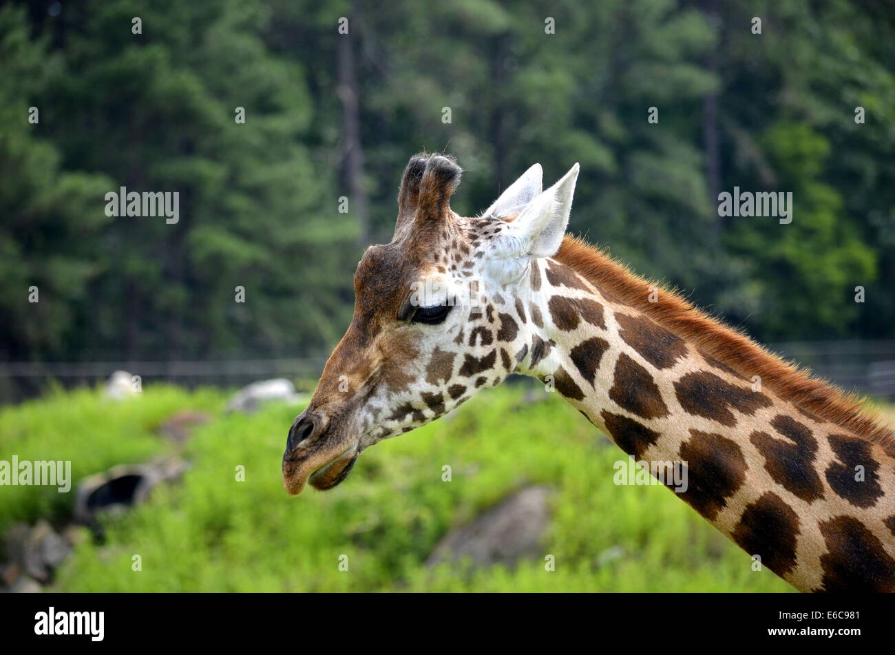 Giraffe photography hi-res stock photography and images - Alamy