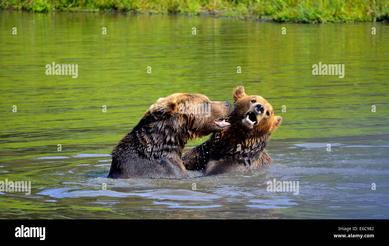 The bear bath hi-res stock photography and images - Alamy