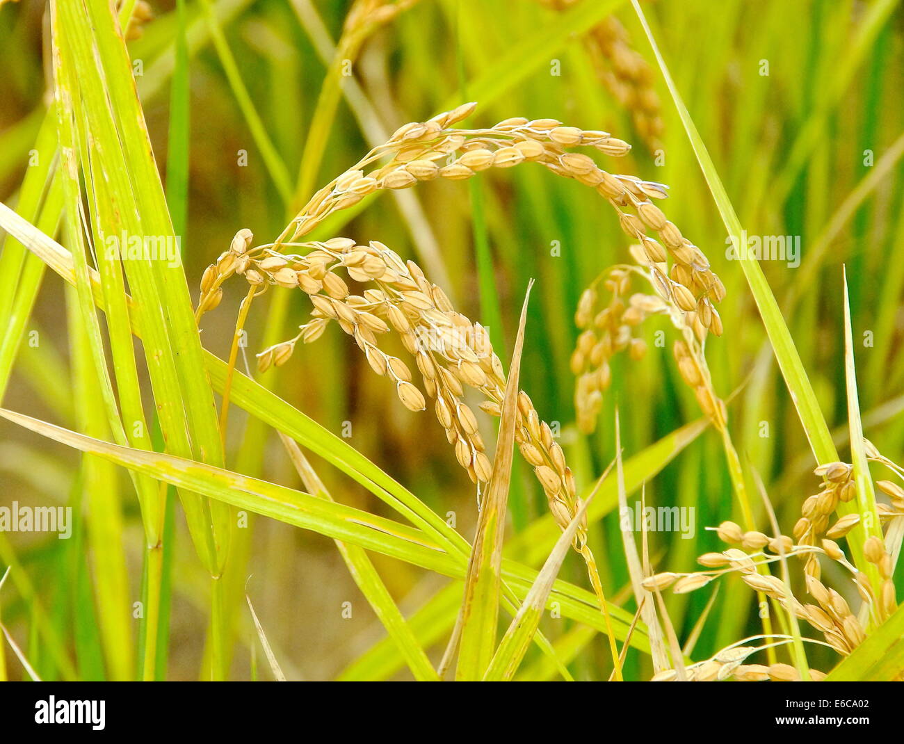 Rice field ready for harvest on summer Stock Photo - Alamy