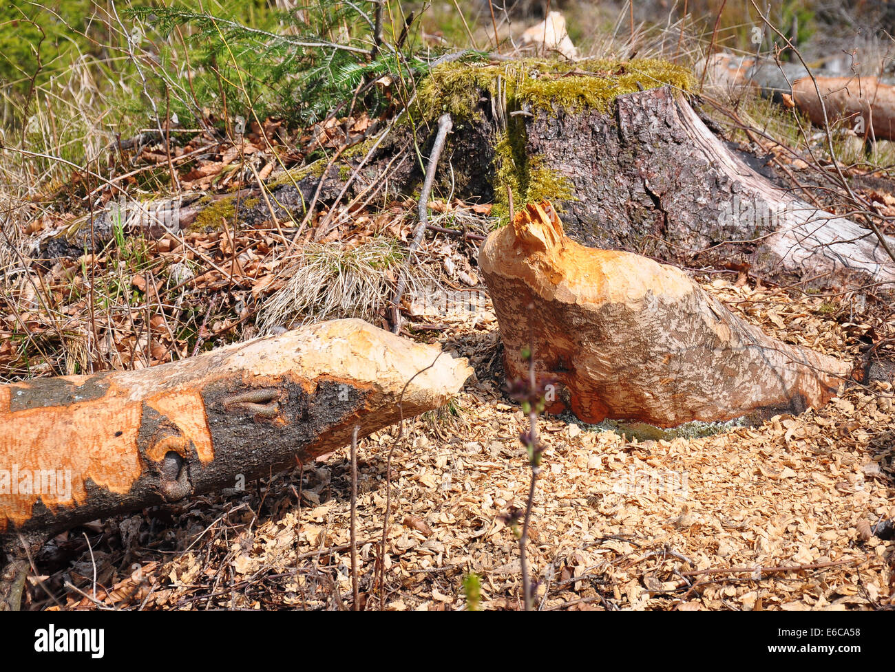Beaver tree hi-res stock photography and images - Alamy
