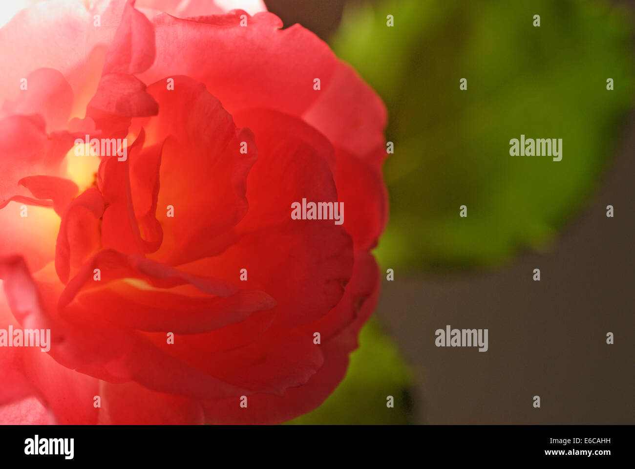 Roses red hi-res stock photography and images - Alamy