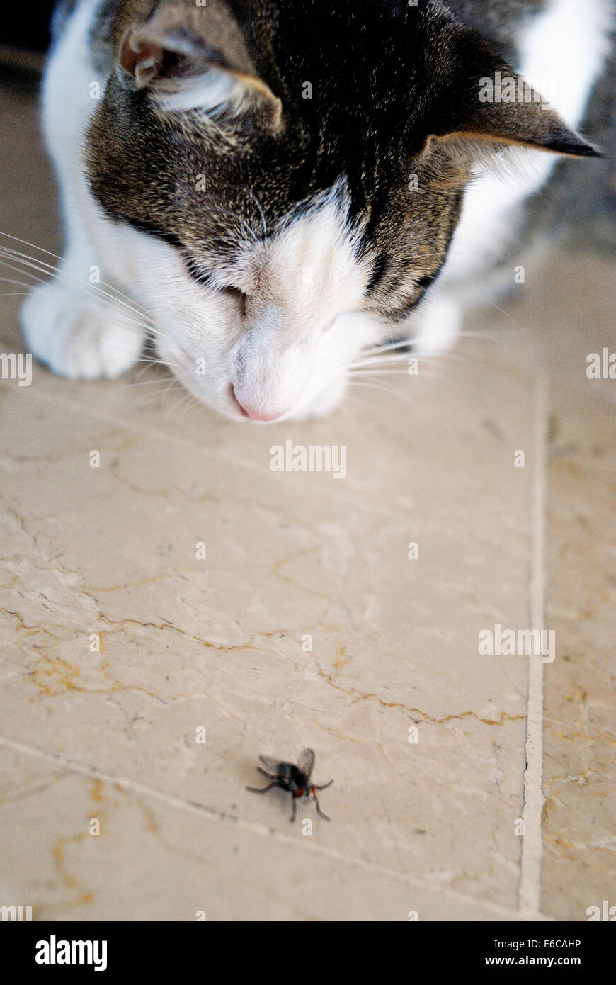 Cat hunting a fly Stock Photo - Alamy