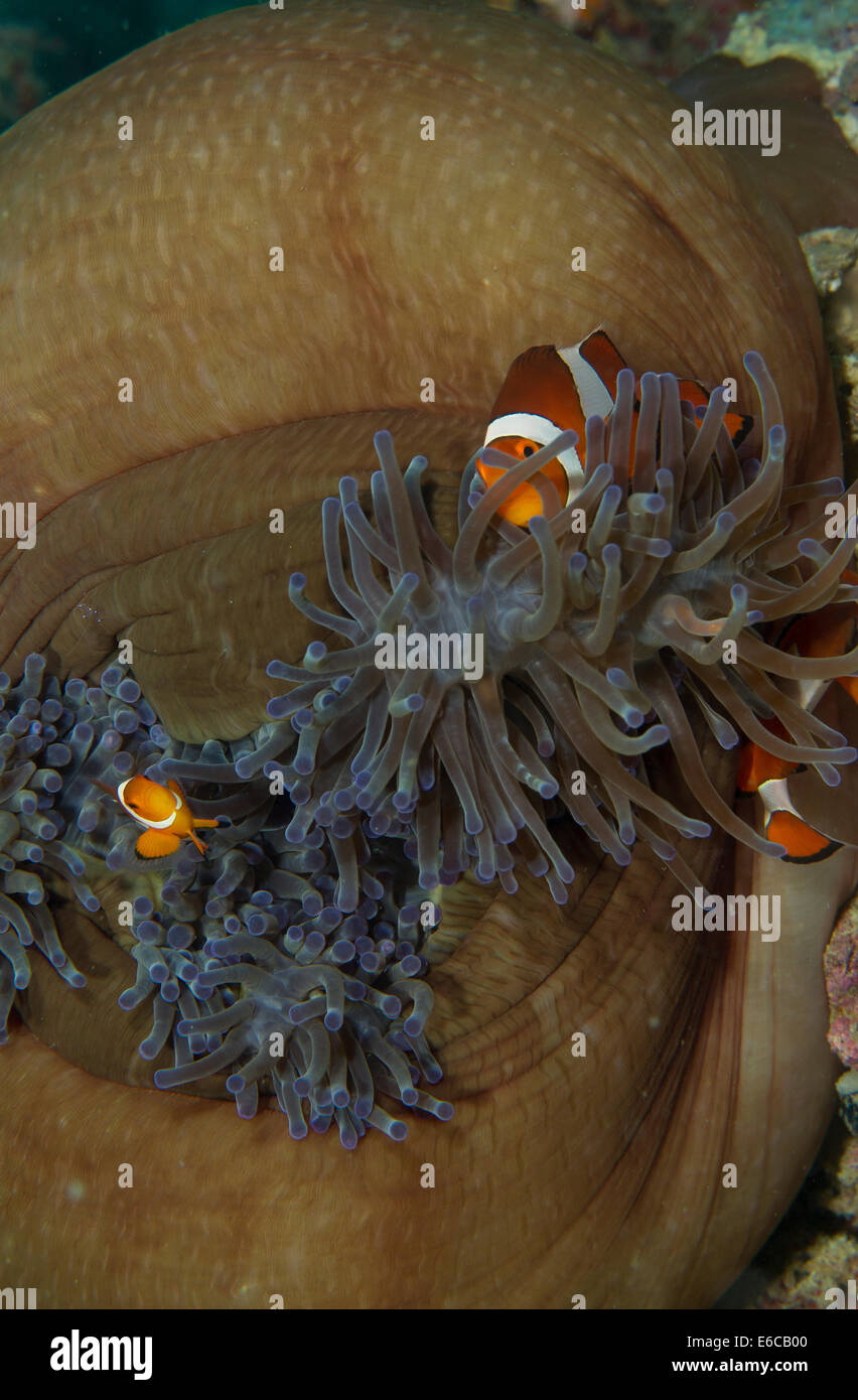 Trio of anemonefish in a Magnificent sea anemone Stock Photo - Alamy