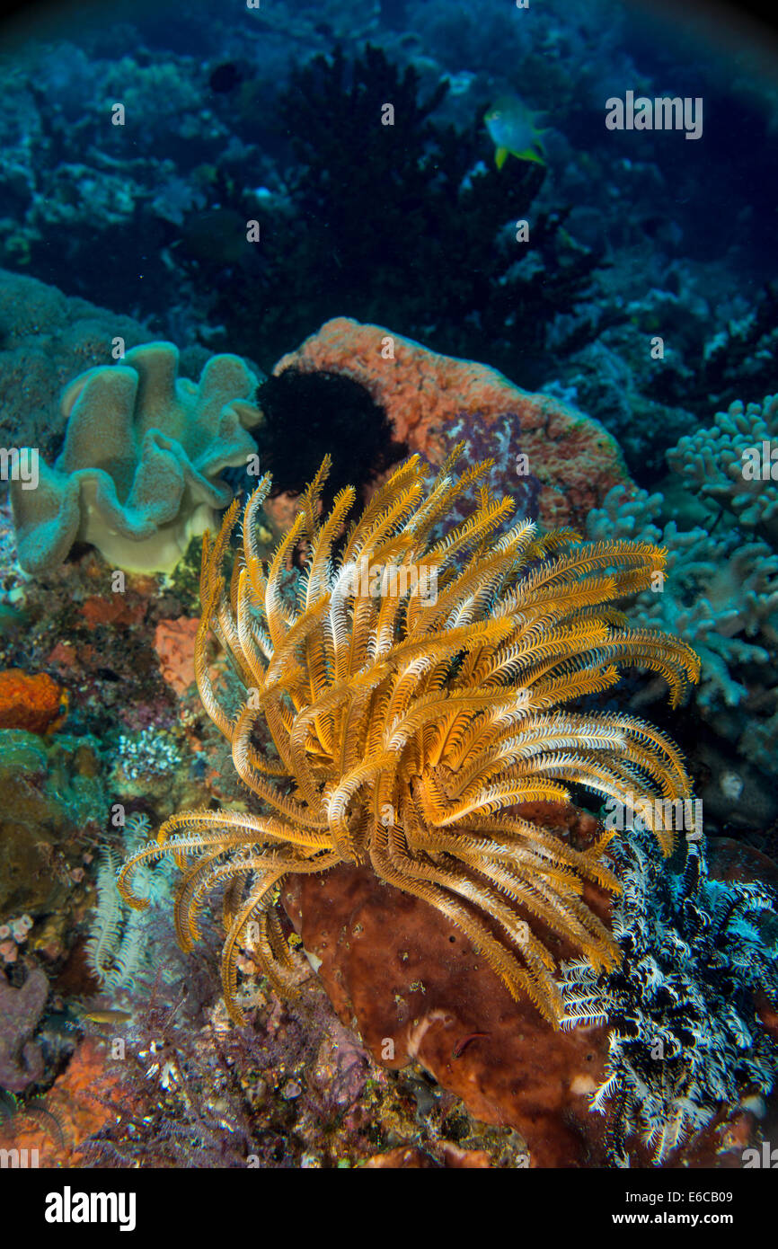 Crinoid on colorful coral reef Stock Photo - Alamy