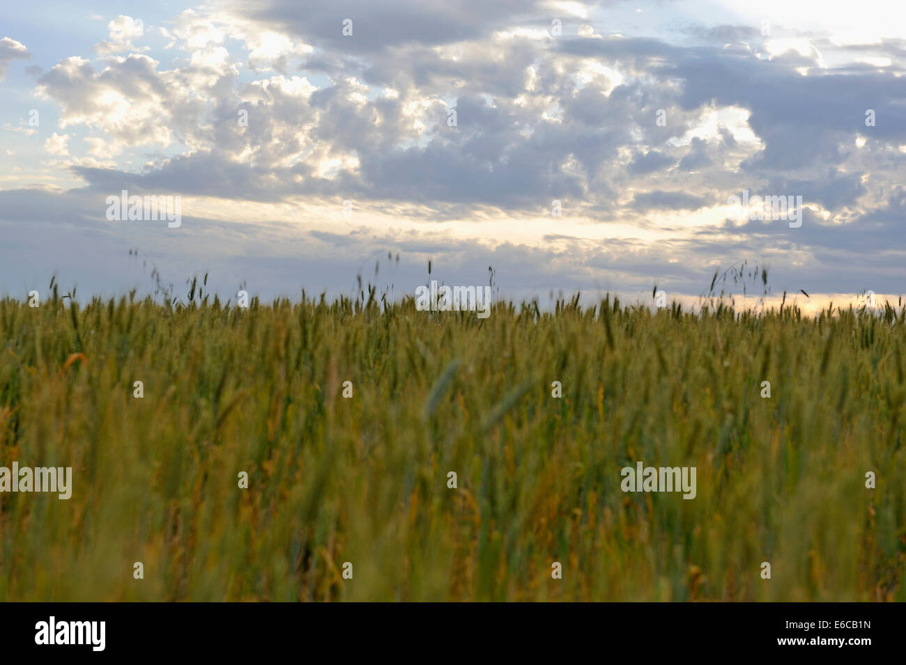 Wheat fields at sunset Stock Photo - Alamy
