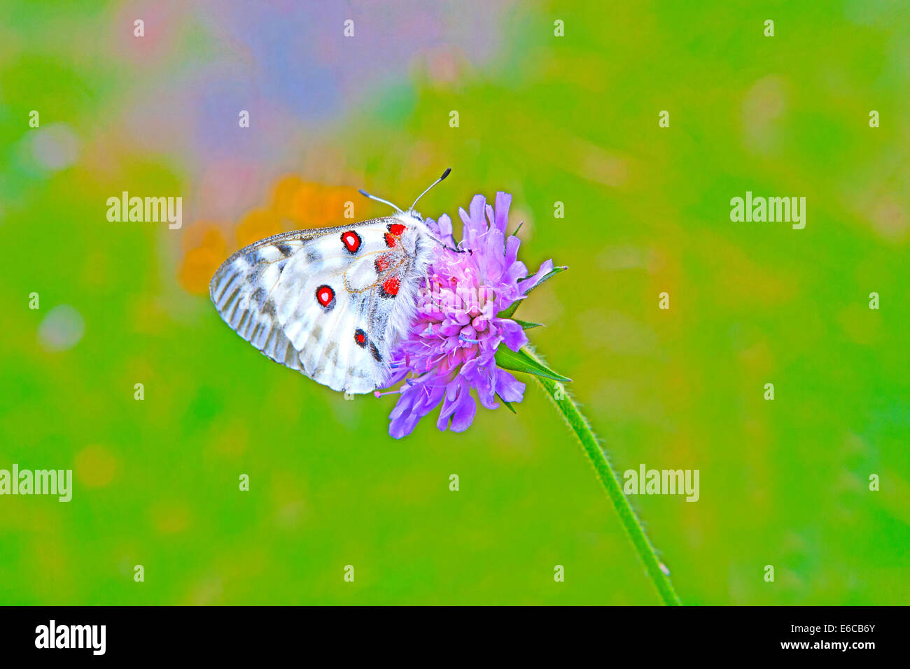 Parnassius apollo butterfly, Ticino Switzerland Stock Photo - Alamy