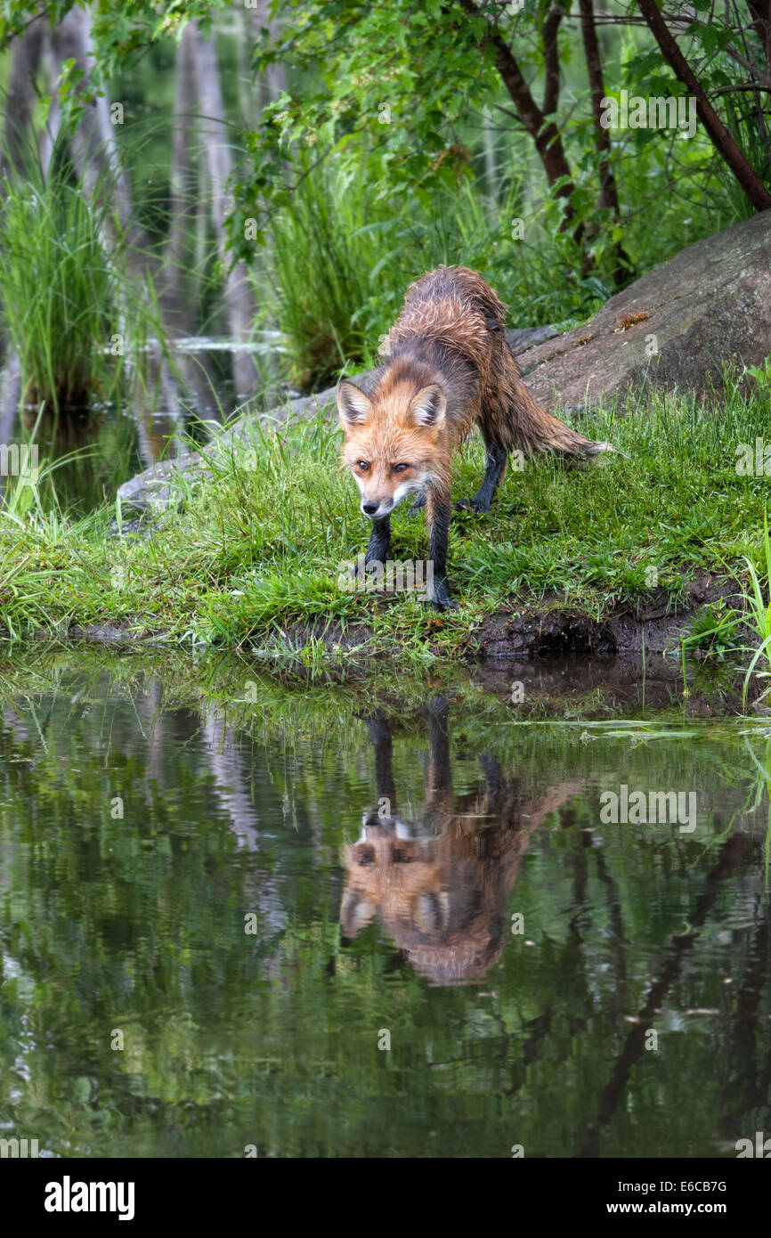 Red fox with clear reflection in quiet lake with natural green ...