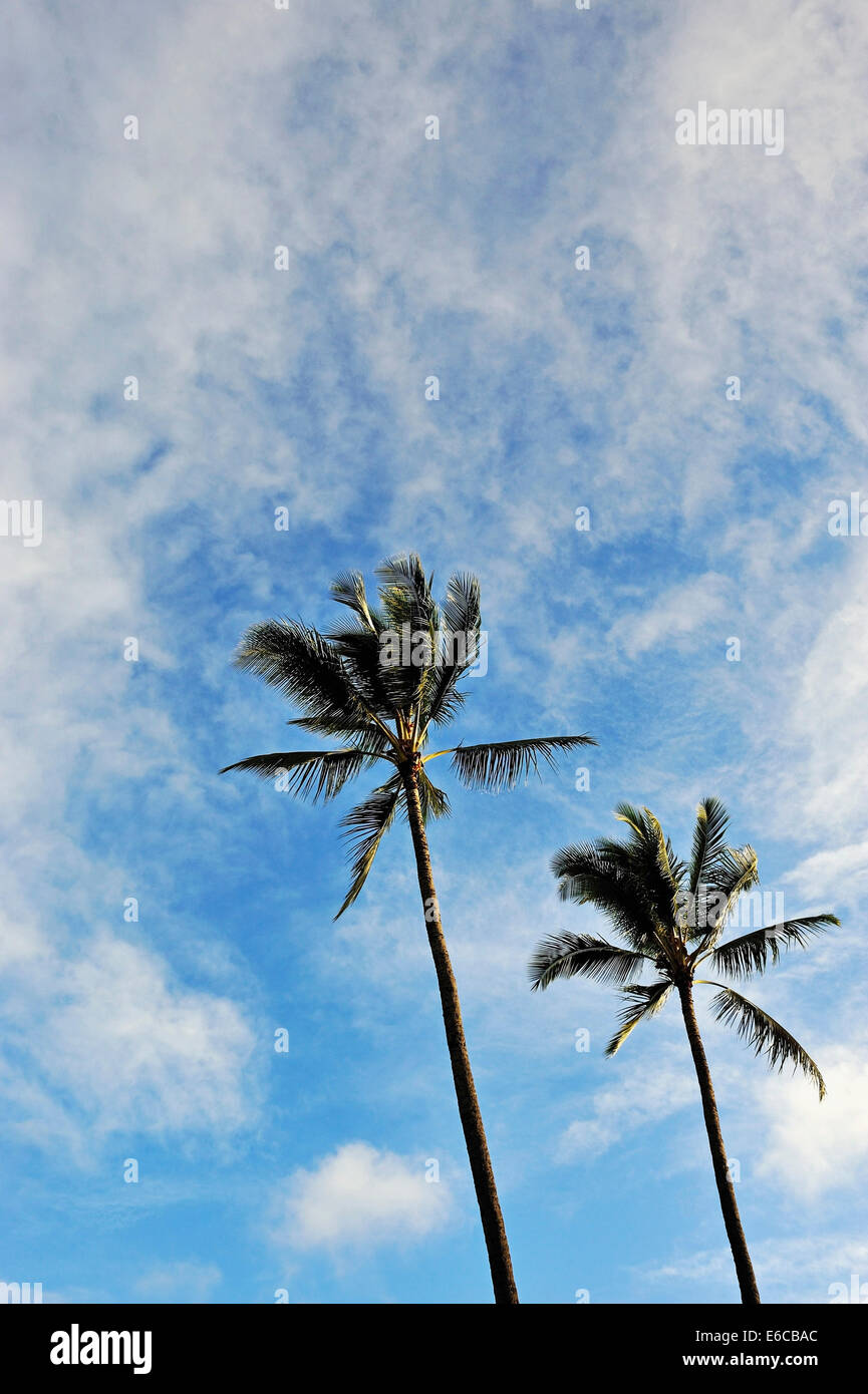 Two palms trees hi-res stock photography and images - Alamy