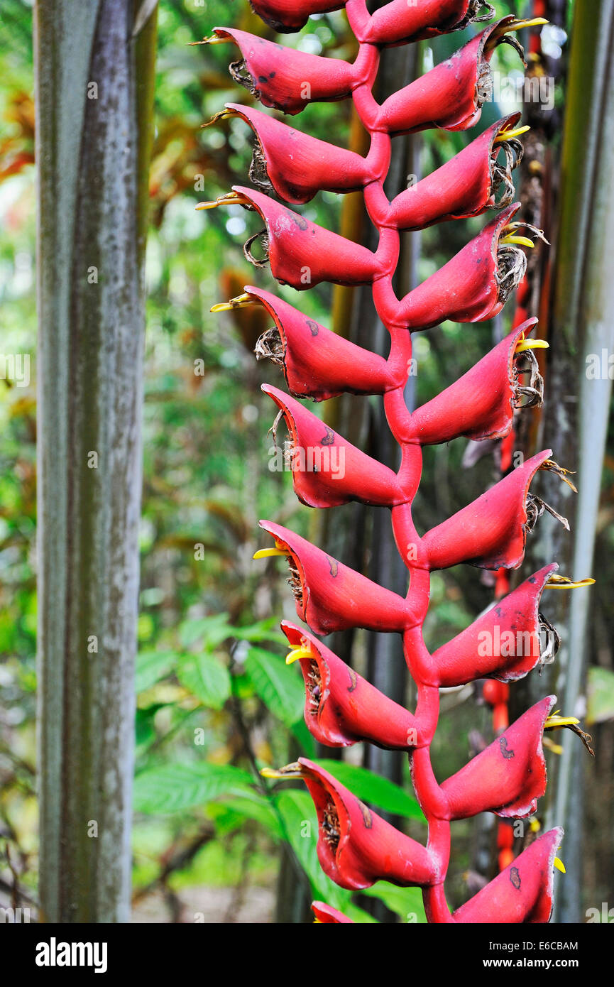 Hanging Heliconia flower (Heliconia collinsiana), Big Island, Hawaii ...
