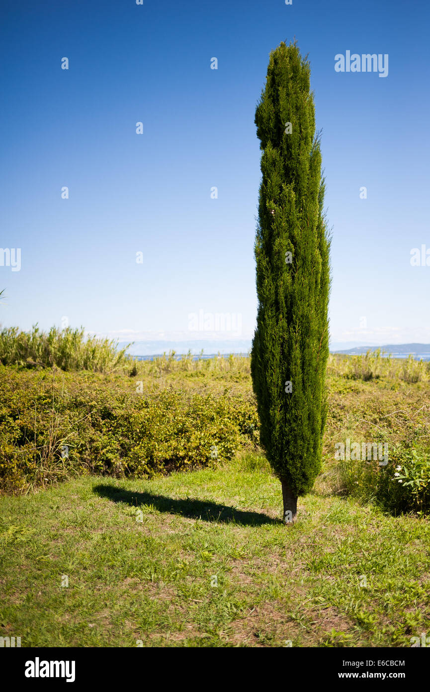 Cypress tree in the Mediterranean Stock Photo - Alamy