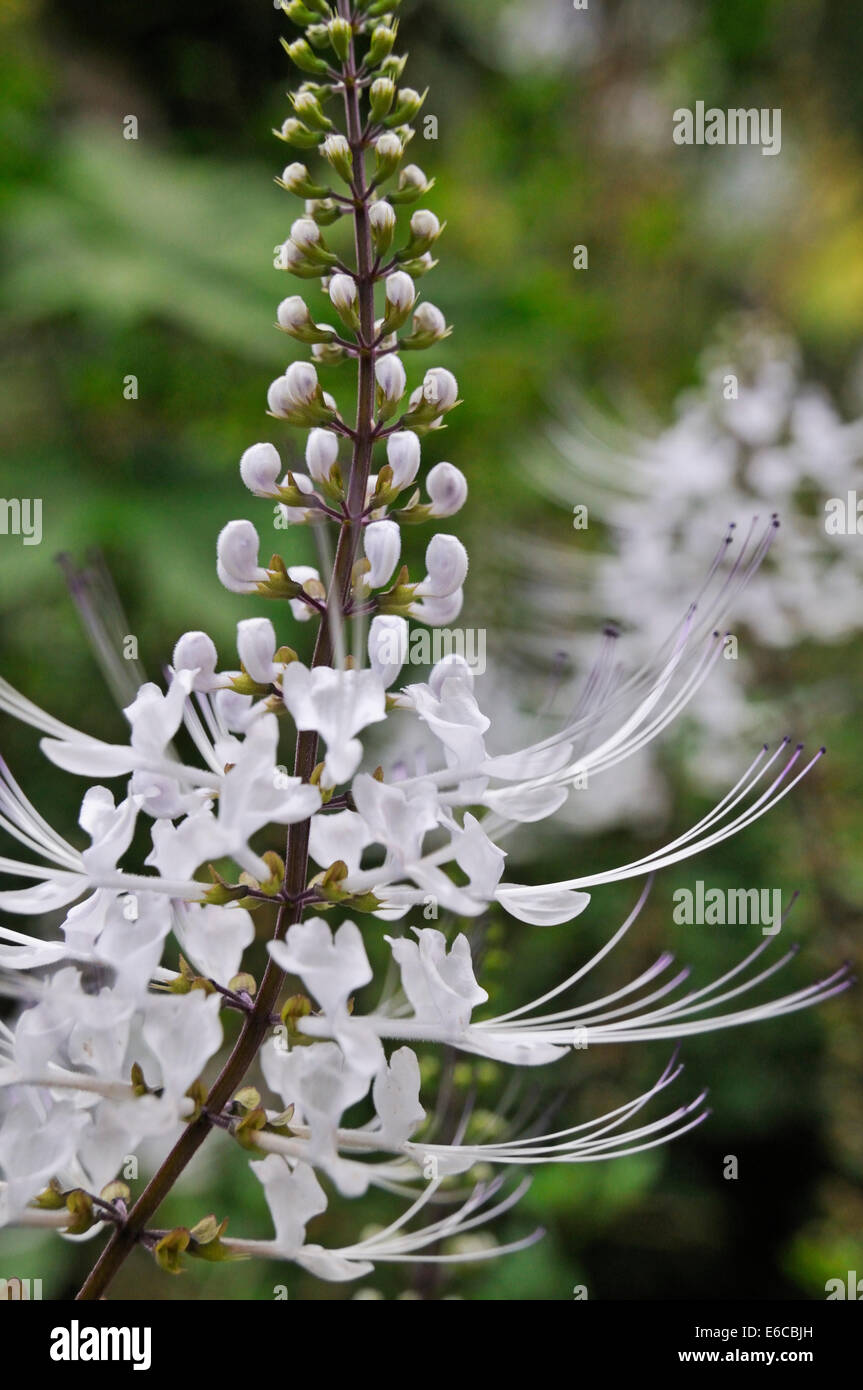 Cat's Whisker flower (orthosiphon stamineus lamiaceae) in garden, Big ...