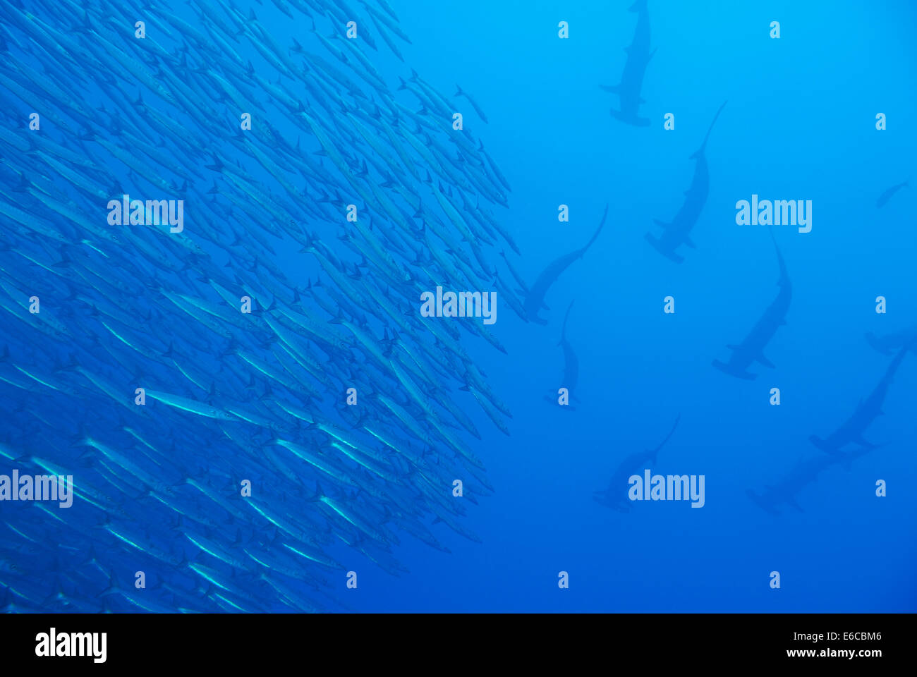 Scalloped Hammerhead sharks hunting a school of Pelican Barracudas ...