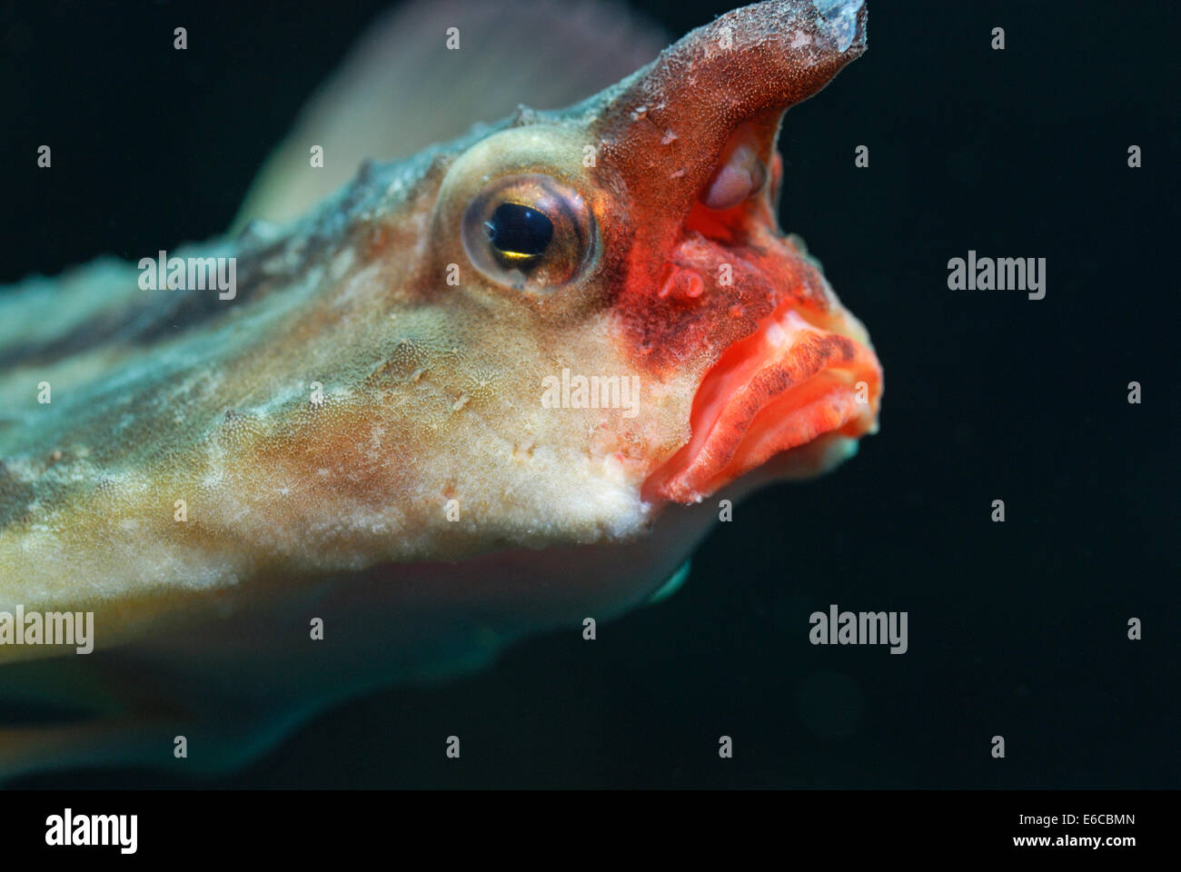 Roughback Batfish