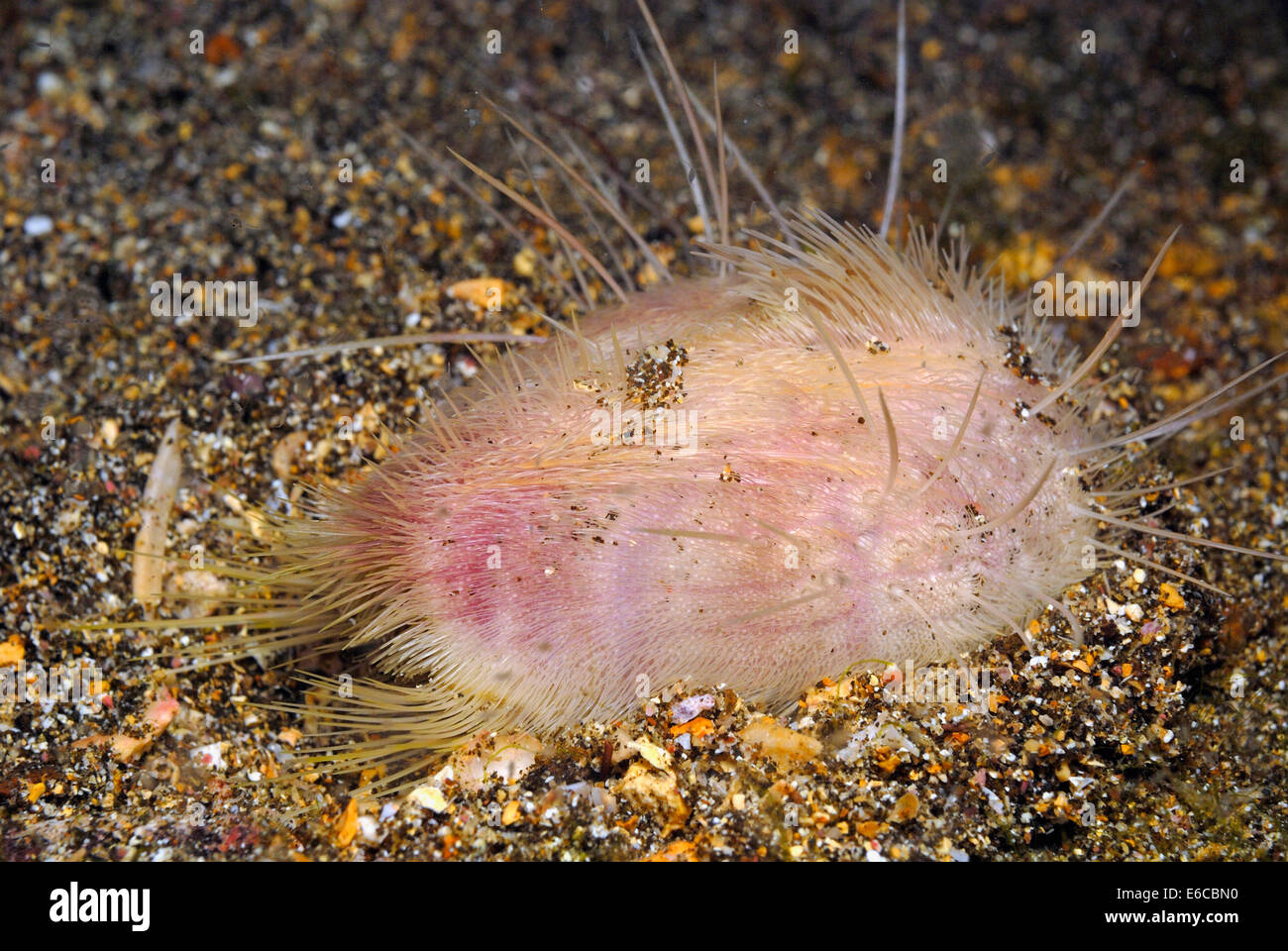 Spiny sea creature hi-res stock photography and images - Alamy