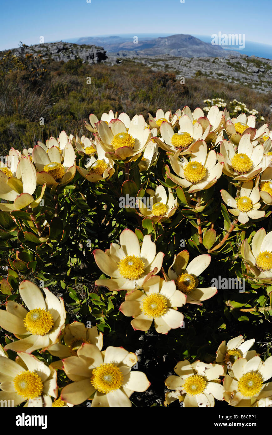 Protea shrub or sugarbush flowering on Table Mountain, Cape Town ...