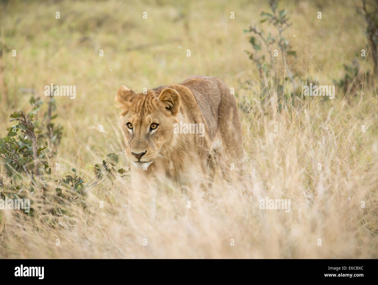 Lion stalking hi-res stock photography and images - Alamy