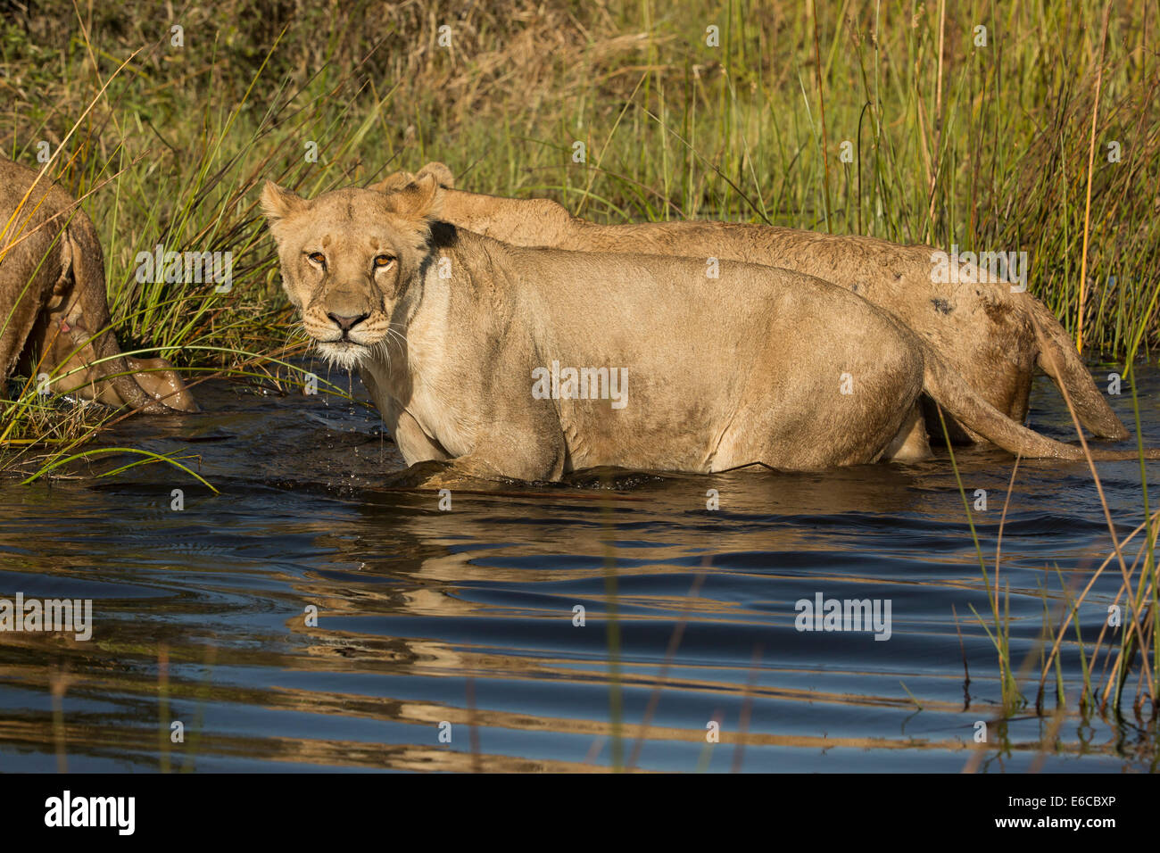 Lion reflection in water hi-res stock photography and images - Alamy