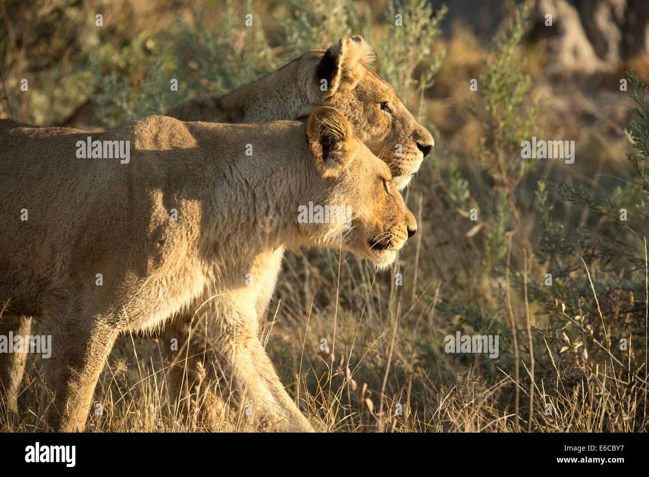 Two Lionesses High Resolution Stock Photography and Images - Alamy