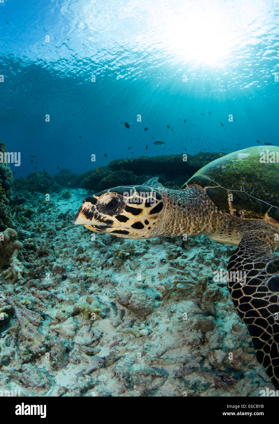 Turtle hawksbill hi-res stock photography and images - Alamy