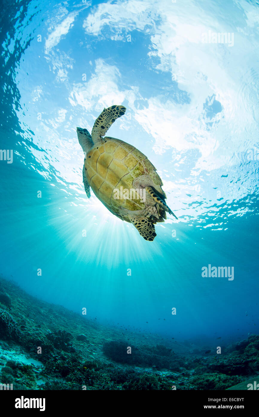 Crepuscular animals hi-res stock photography and images - Alamy