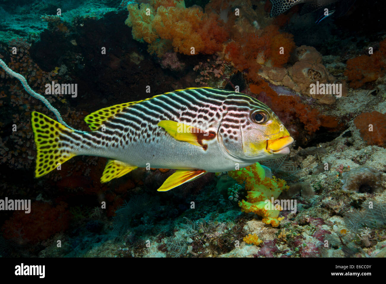 Sweetlips group hi-res stock photography and images - Alamy