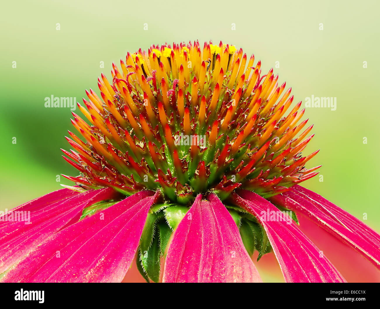 Echinacea purpurea plant hi-res stock photography and images - Alamy
