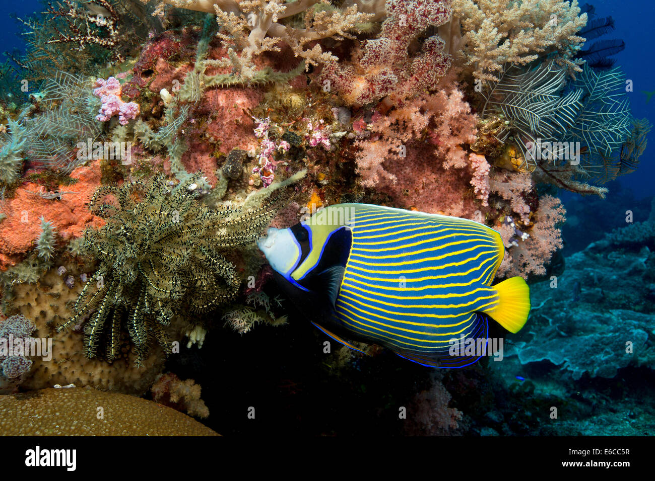 Angelfish hi-res stock photography and images - Alamy