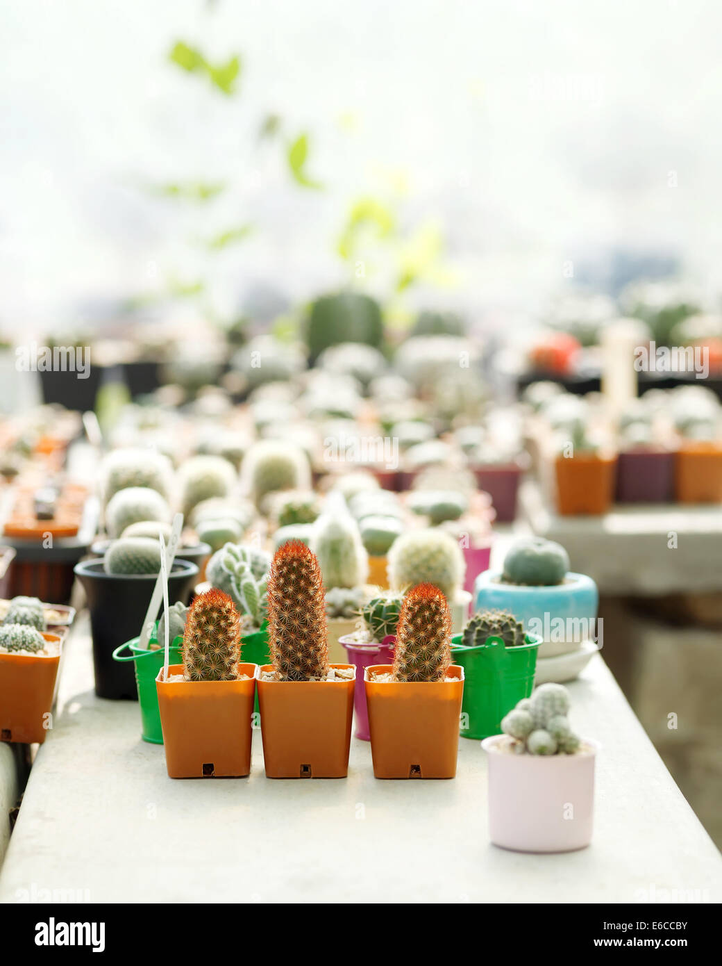 Colorful succulent flower pots hi-res stock photography and images - Alamy