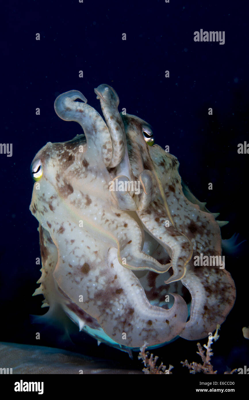 Close up of cuttlefish underwater hi-res stock photography and images ...