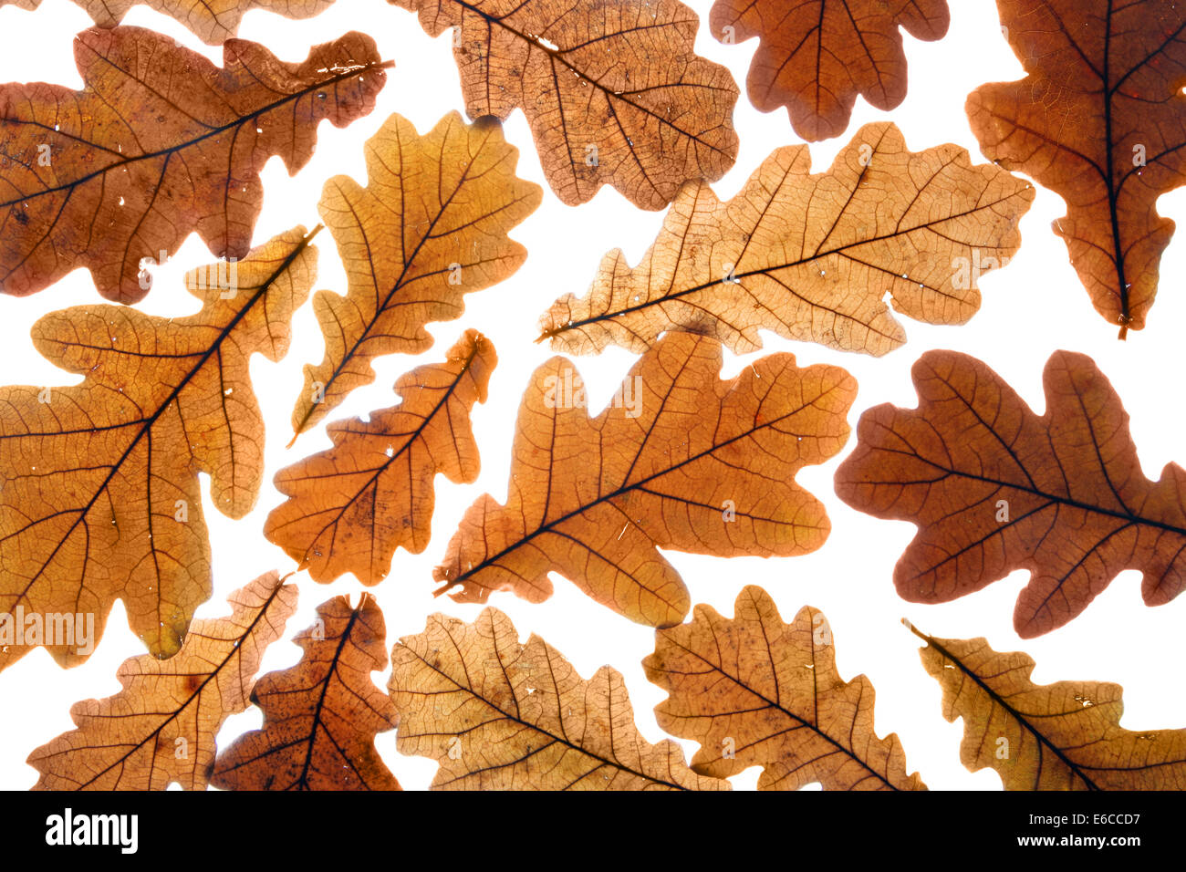 Lots of dry oak leaves, may be used as background Stock Photo - Alamy