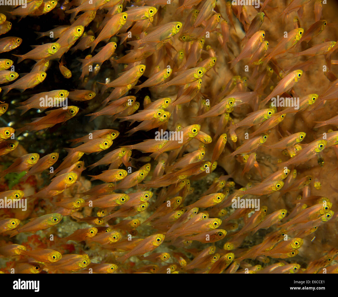 Swirling mass of Golden sweepers Stock Photo - Alamy
