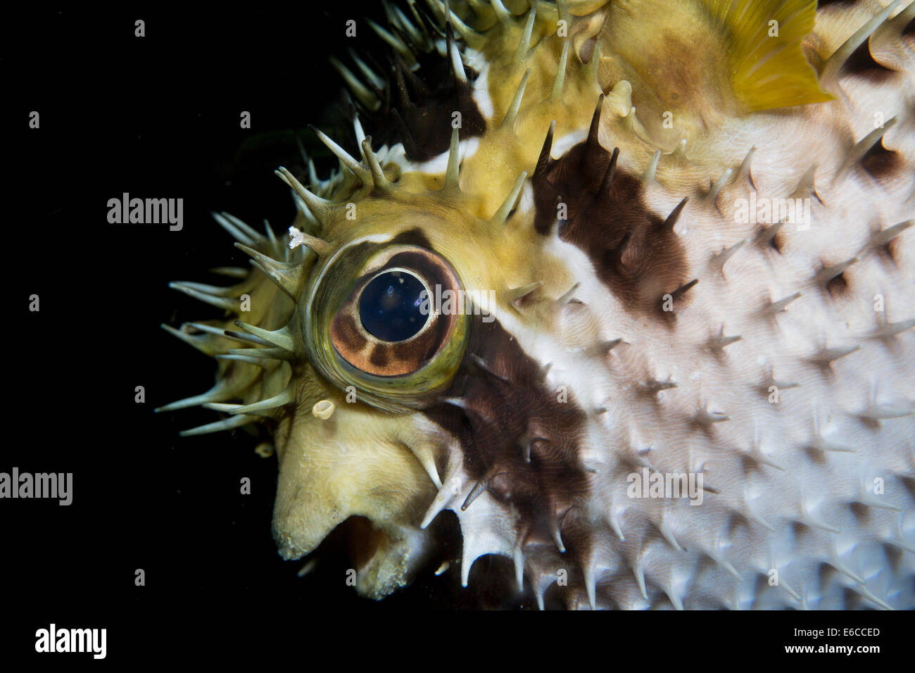 Porcupine porcupinefish hi-res stock photography and images - Alamy