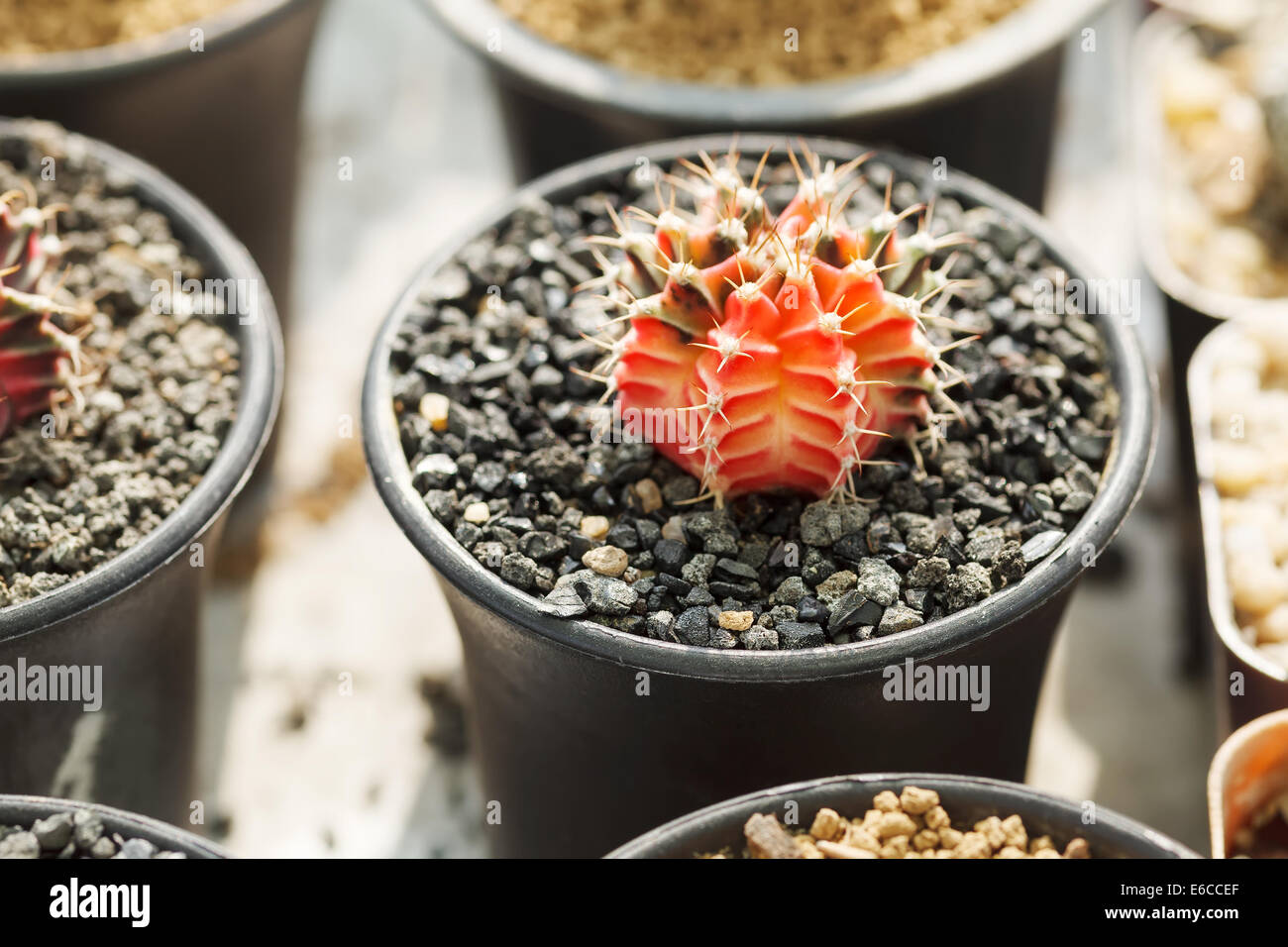 Red cactus in pot Stock Photo - Alamy
