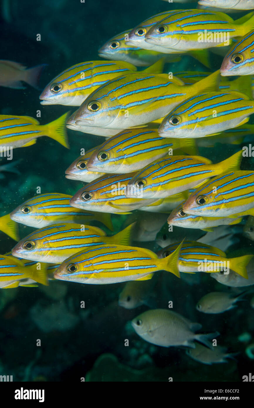 Blue line snapper hi-res stock photography and images - Alamy