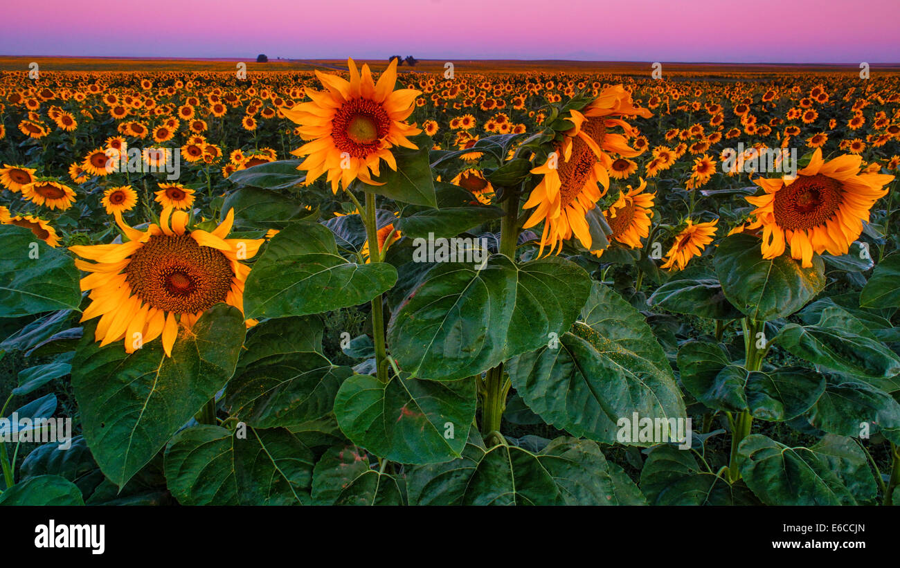 Colorado sunflowers seem to glow in this before dawn image photographed ...