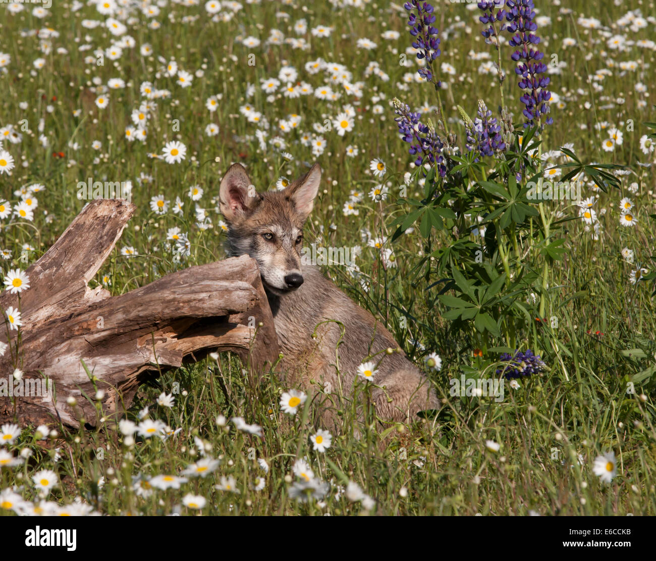 Wolf puppy hi-res stock photography and images - Alamy