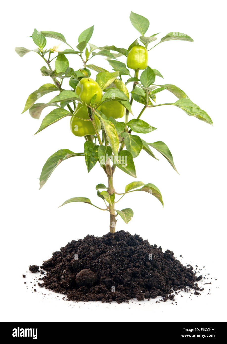 small pepper tree isolated on white Stock Photo - Alamy
