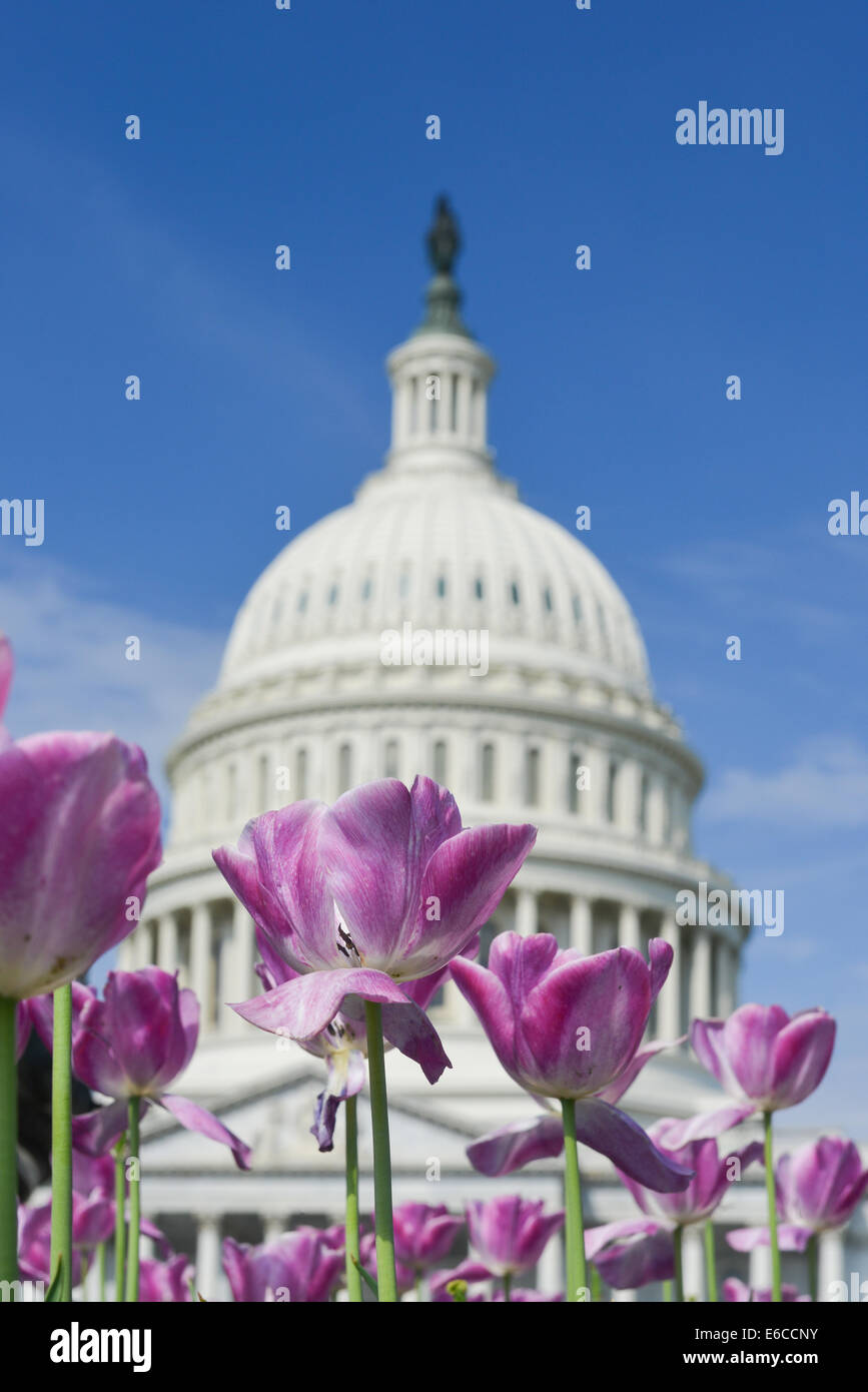 Capitol building cherry blossom hi-res stock photography and images - Alamy