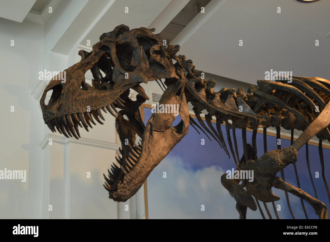 Gorgosaurus hi-res stock photography and images - Alamy